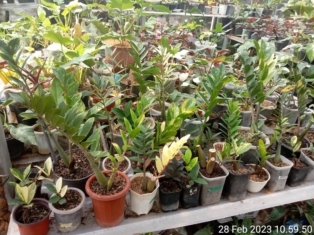 Zamio culcas varigated