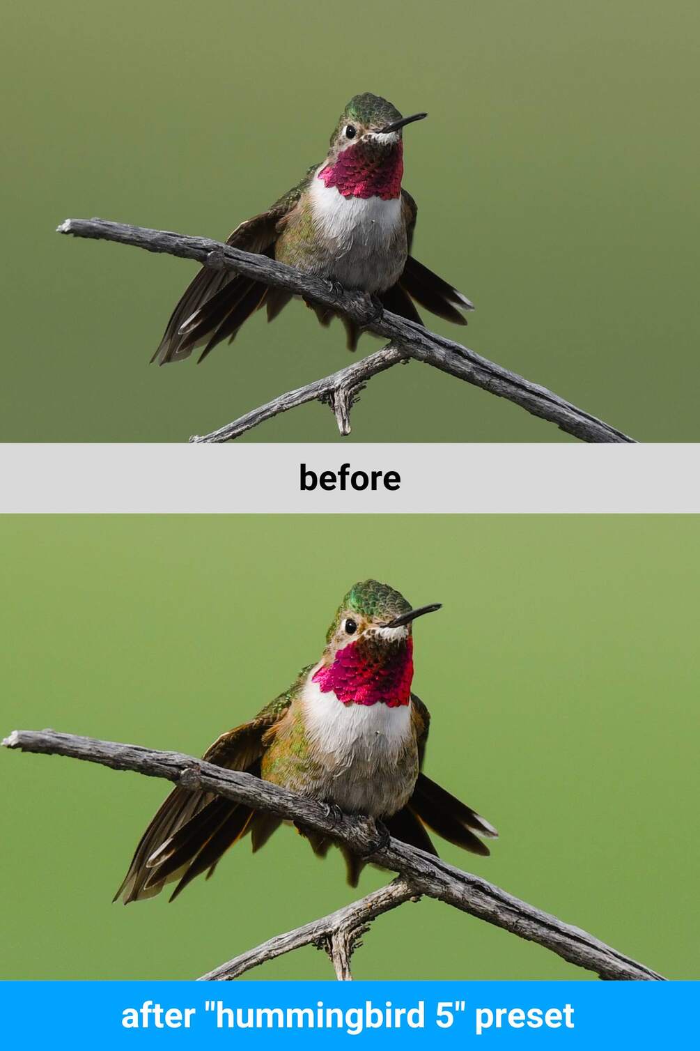 birdpack™ by birdspot: 125+ Lightroom presets for bird photos