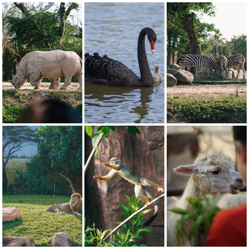 Pack of Animal photo in zoo