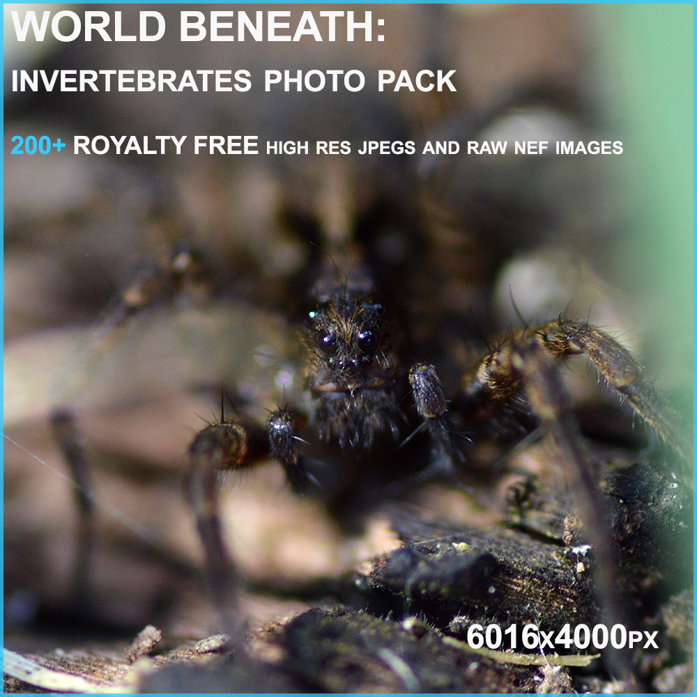 World Beneath - Invertebrates and Bugs Photo Pack 01