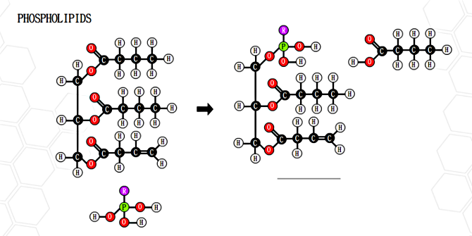 Biologically Important Molecules