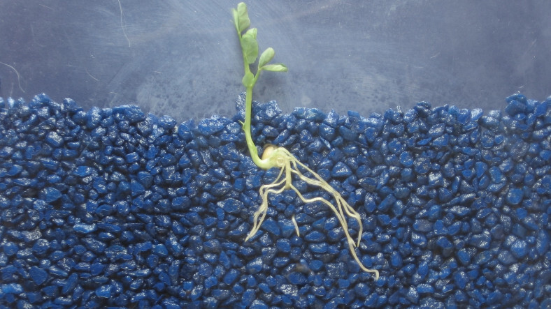 Time lapse of Pea Shoot / Root Growth - Stock Video [Digital Download]