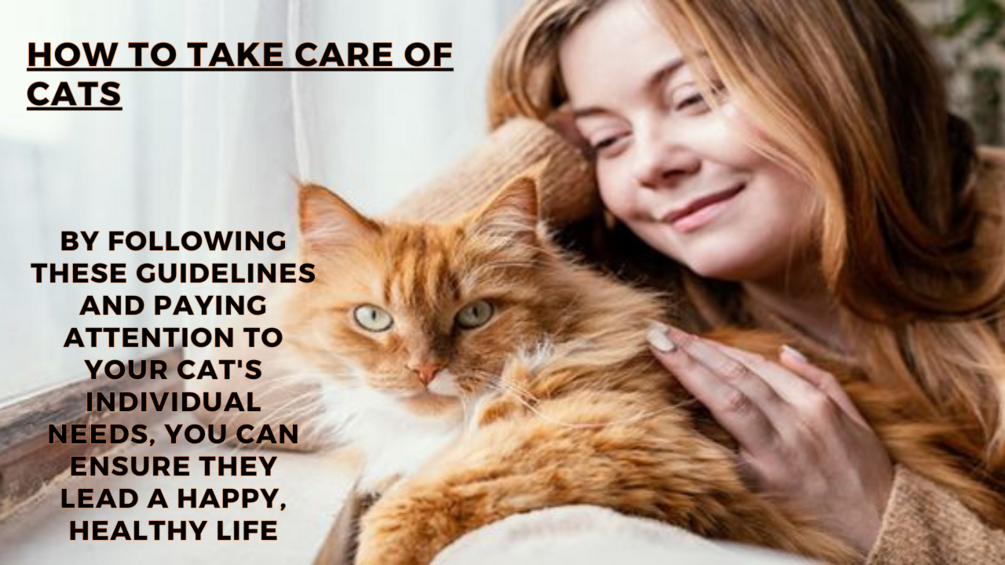 How to care for cats
