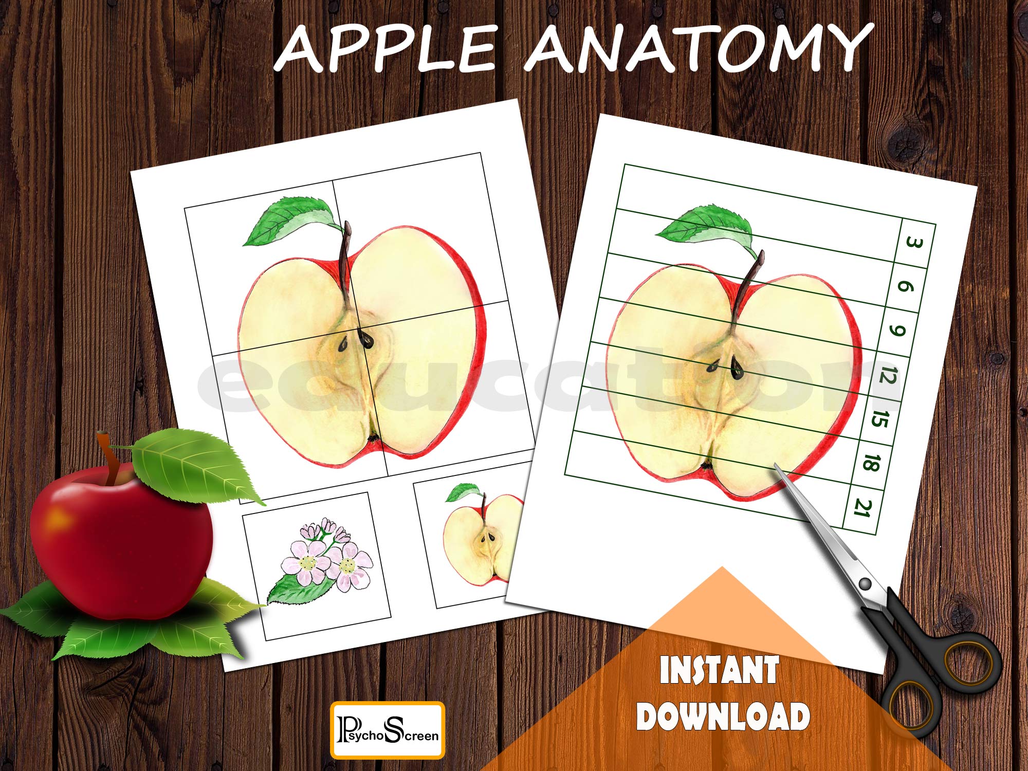 APPLE unit study, anatomy, life cycle and MOTH poster