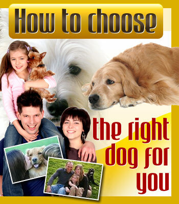 How To Choose The Right Dog For You