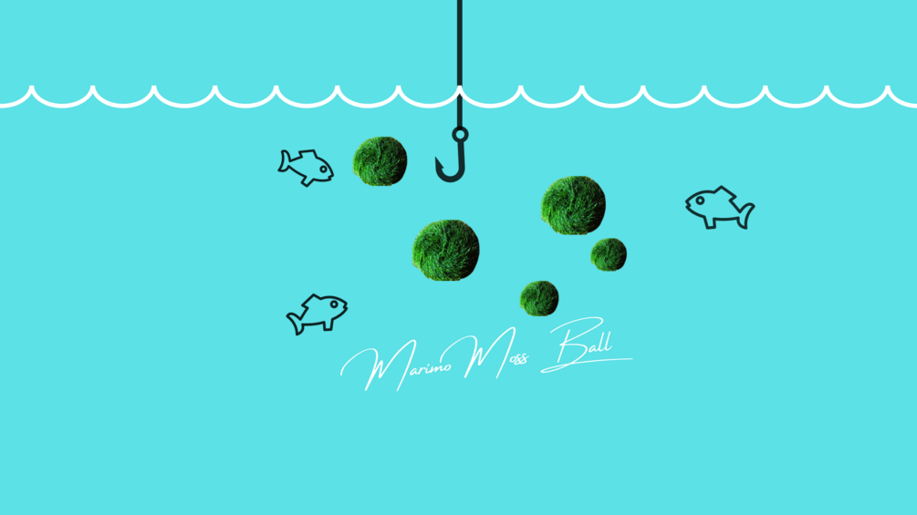 wallpaper desktop Marimo moss ball