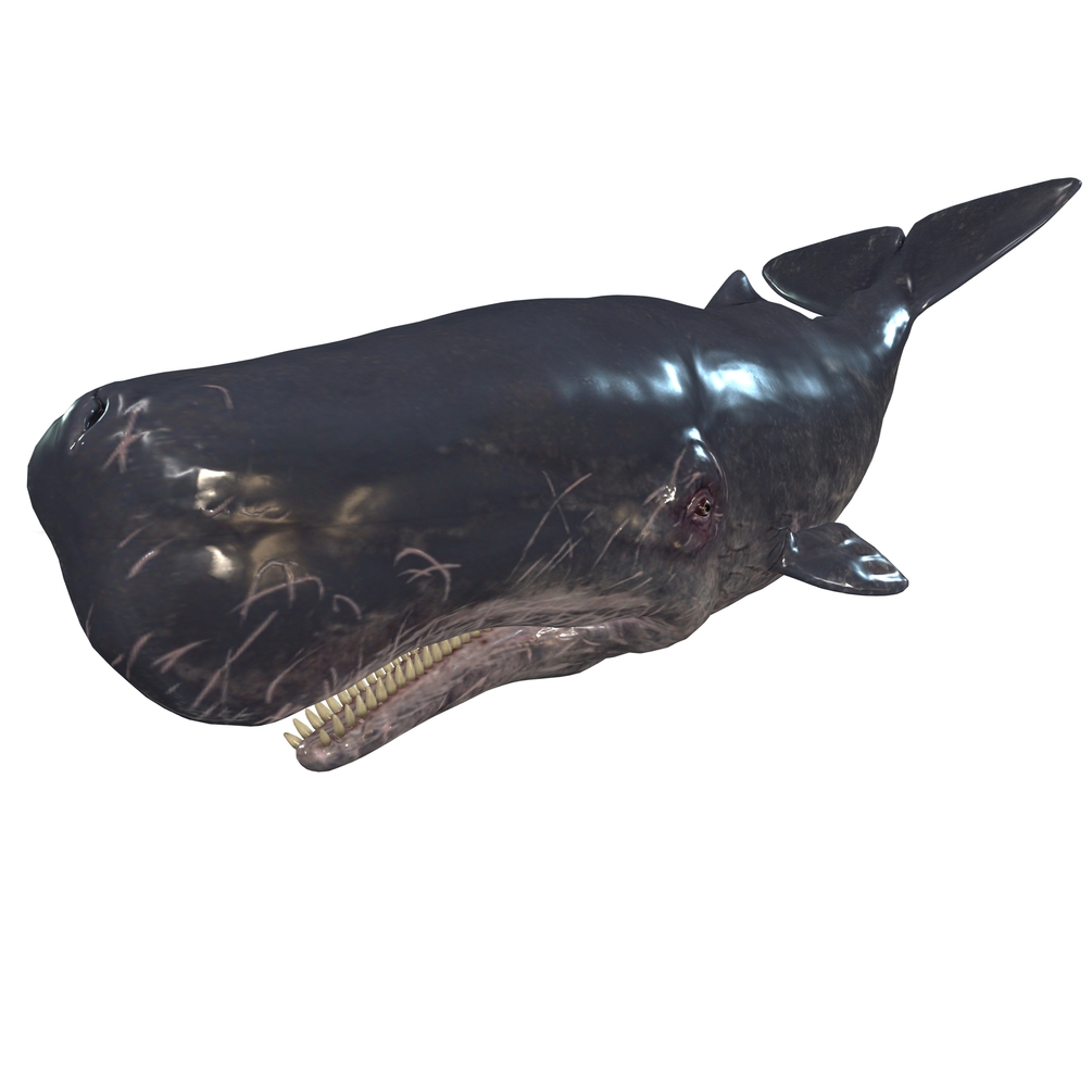 WHALE SPERM WHALE MOBY DICK ORCA KILLER WHALE DOLPHIN FISH SEA CREATURE ...