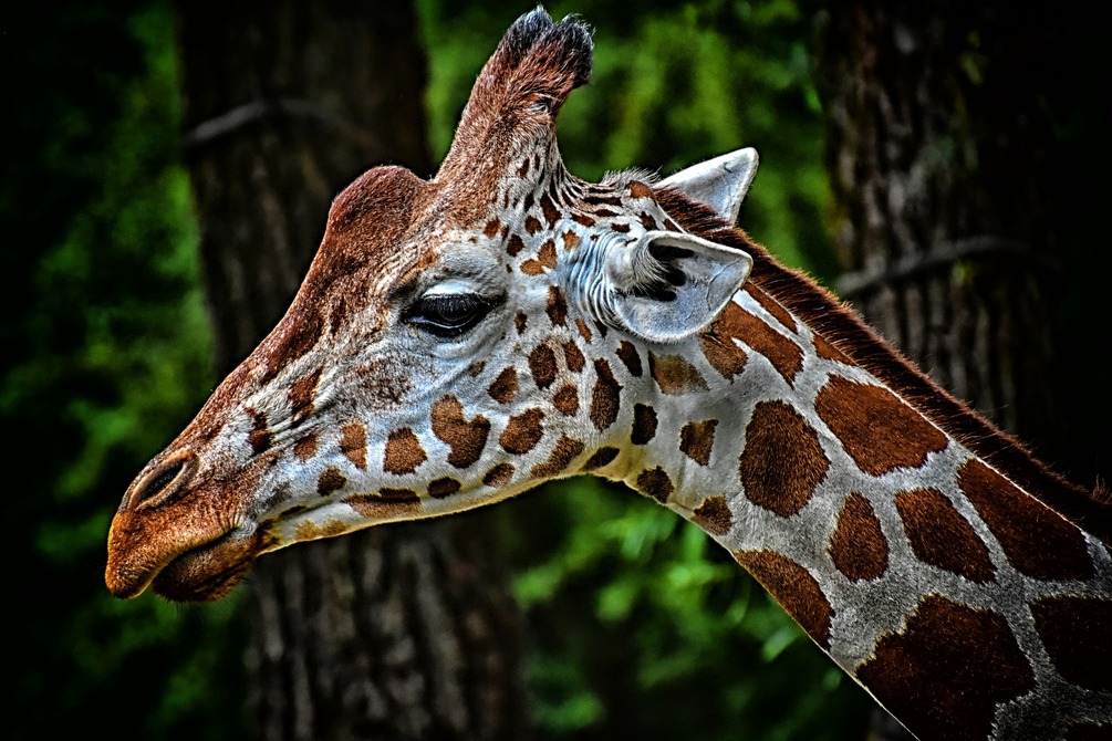 Meet Georgia the Giraffe: The Safari's Gentle Giant