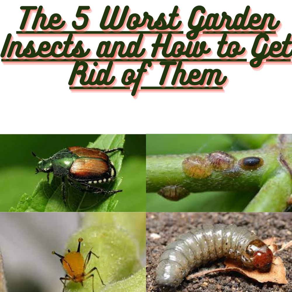 The 5 Worst Garden Insects and How to Get Rid of Them