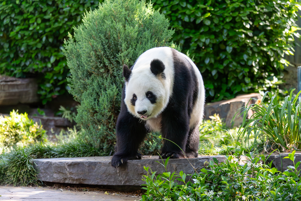 🐼 Animal Reference Pack | 150+ photos