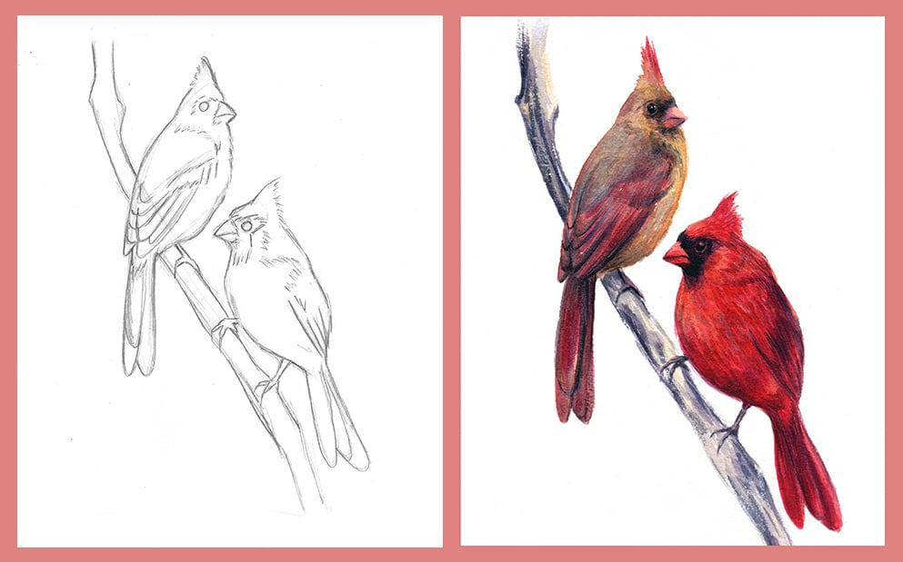 Two Cardinals - Realistic - Illustration Template - FREE - Template for ...