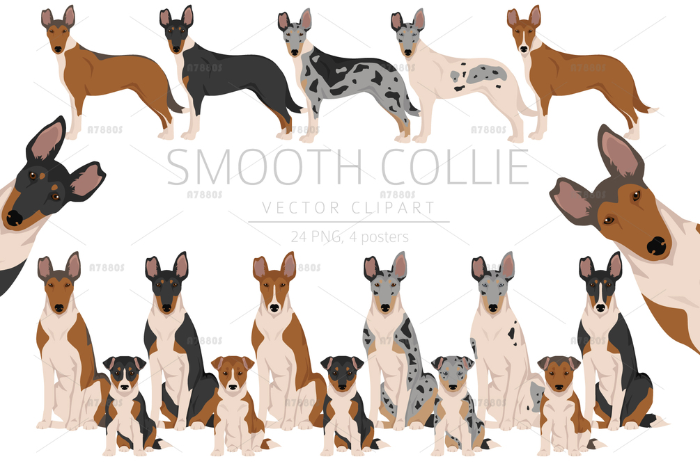 Smooth Collie clipart