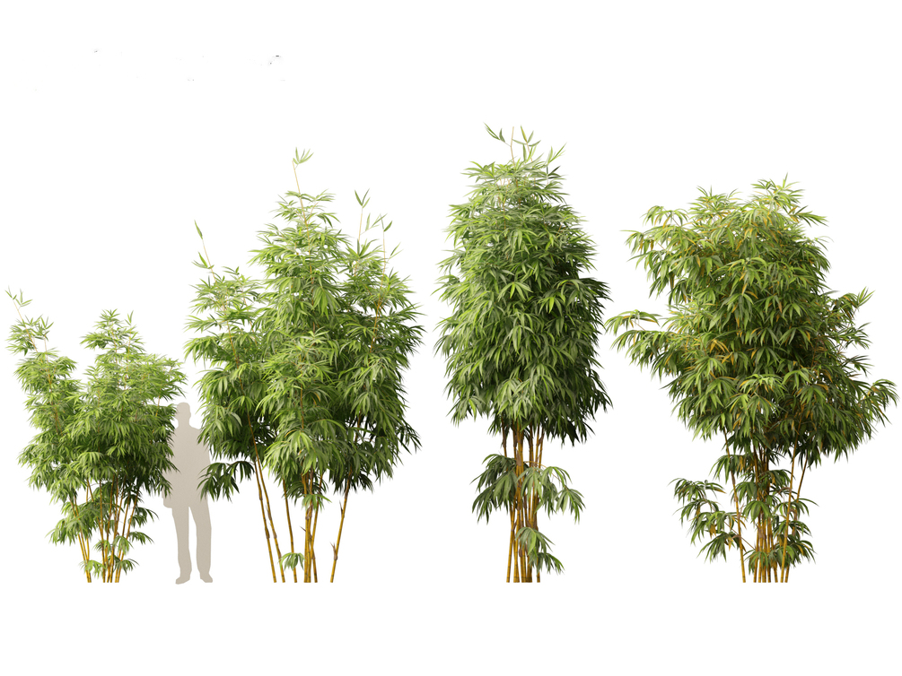 Alphonse karr bamboo – Bambusa multiplex 03 3D Model