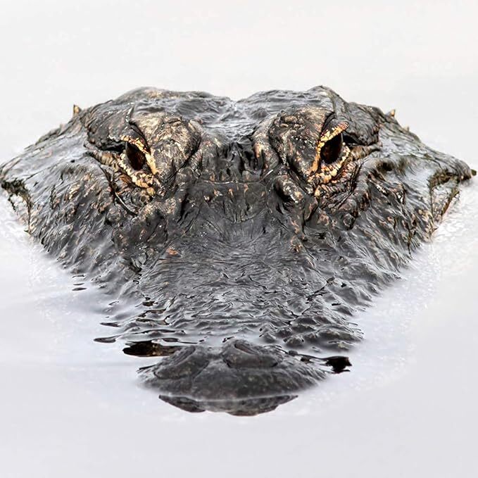 Pond Floating Alligator Head Decoy, Outdoor Pools Float Fake Gator Head ...