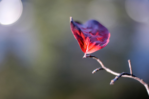 Leaf Photo (abstract, red) #5