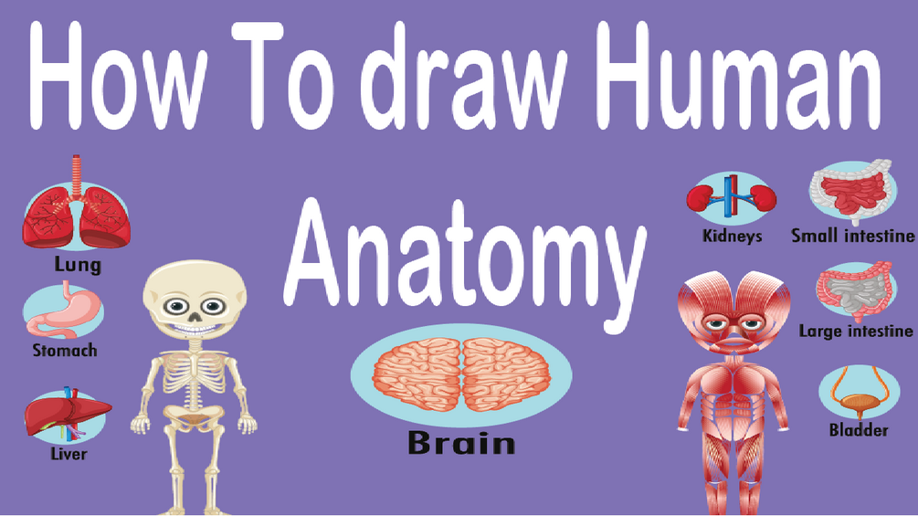 How To draw Human Anatomy