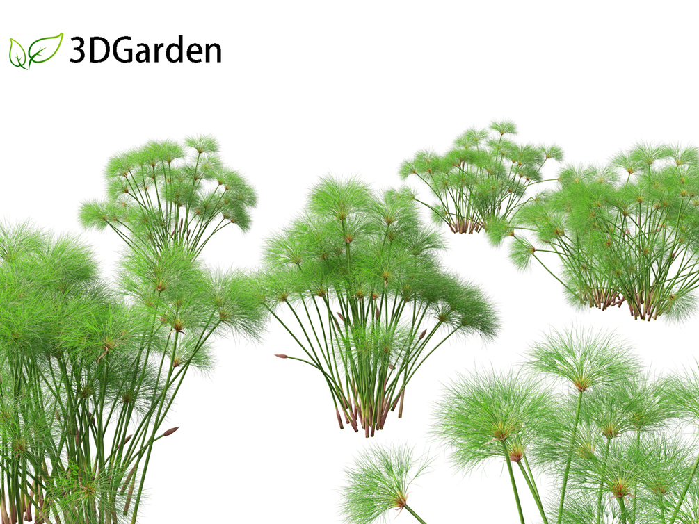 Cyperus papyrus – Bulrush 02 3D Model