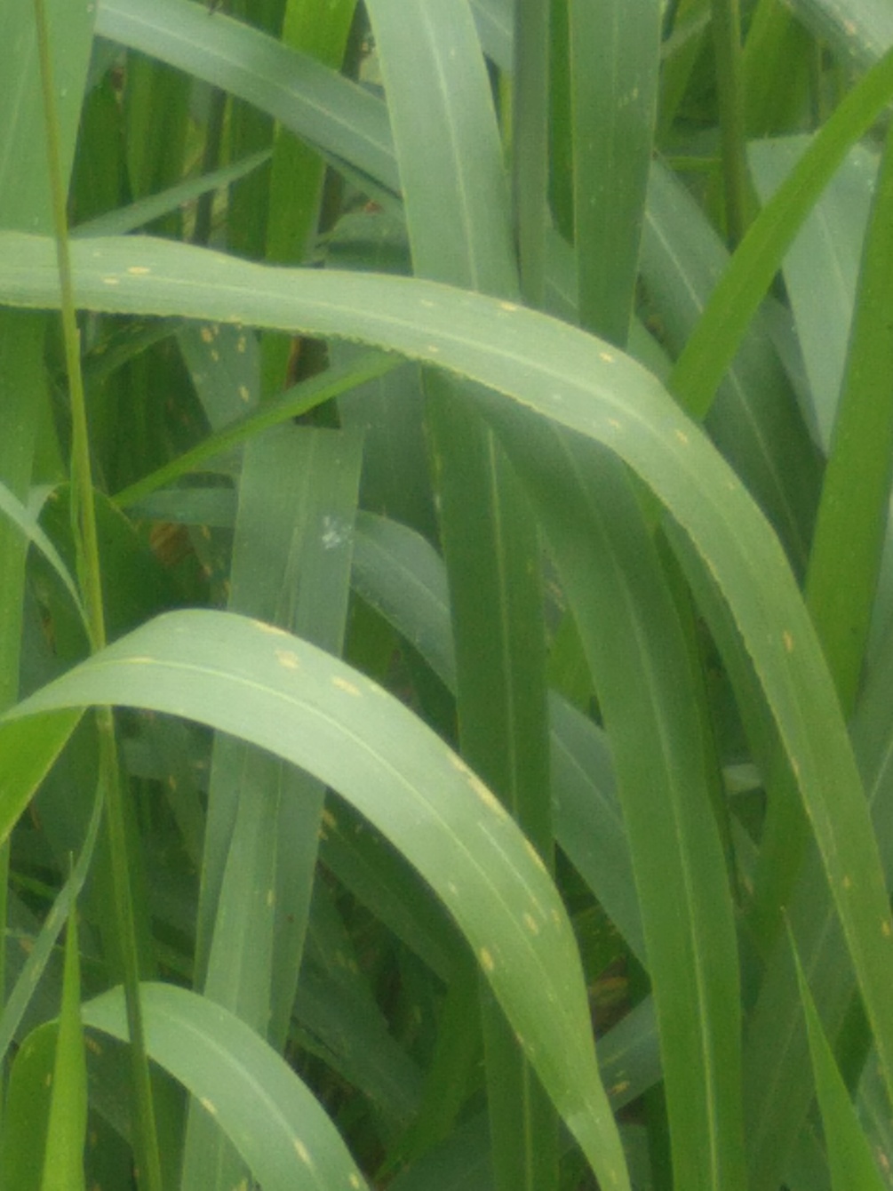 Nature stock photo Vibrant Green Grass: High-Quality Nature Stock Photo