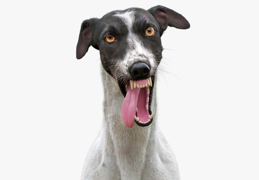 Greyhound Spotted Fur Rigged