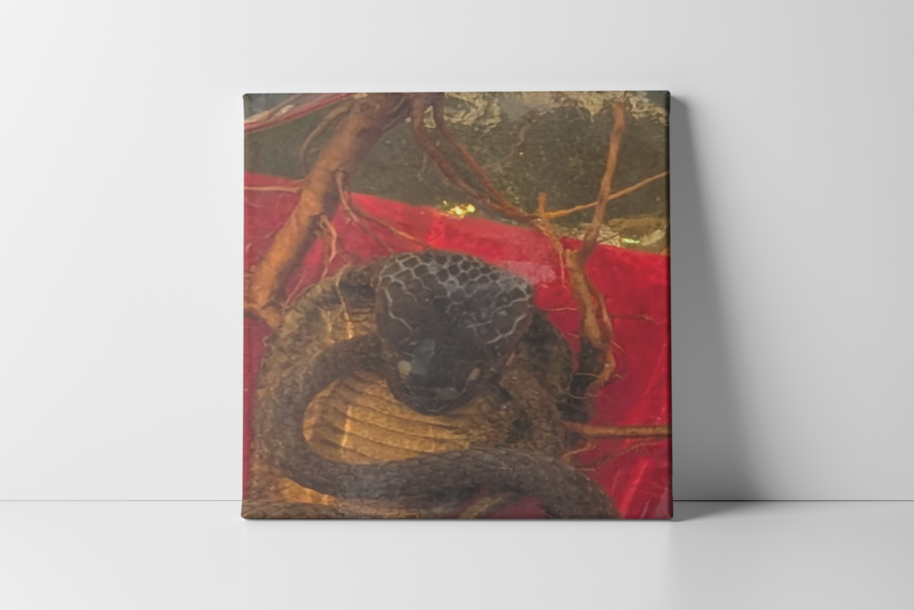 Dead Cobra – Blurred Snake Horror Print (Mask by Mack Escrow)
