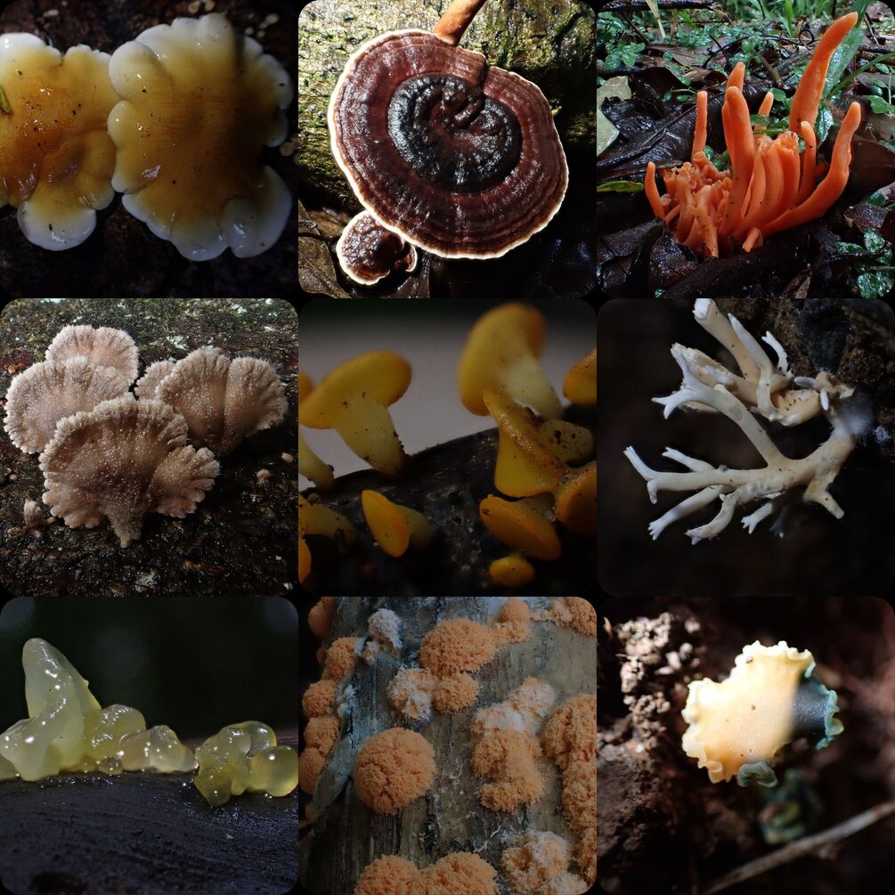 EARTHLING CARDS Part 3 FUNGI bracket coral cups jelly molds ...