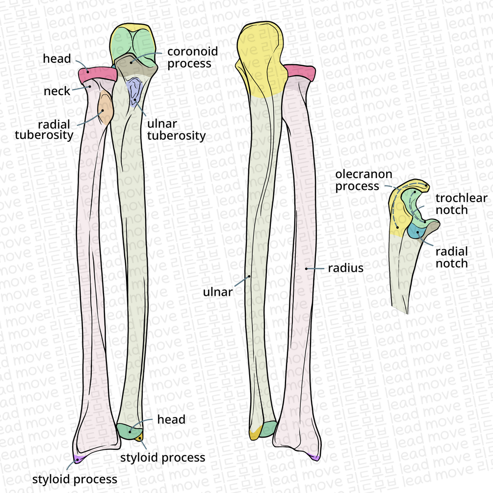 Forearm Bones Illustration Set (Radius & Ulna)