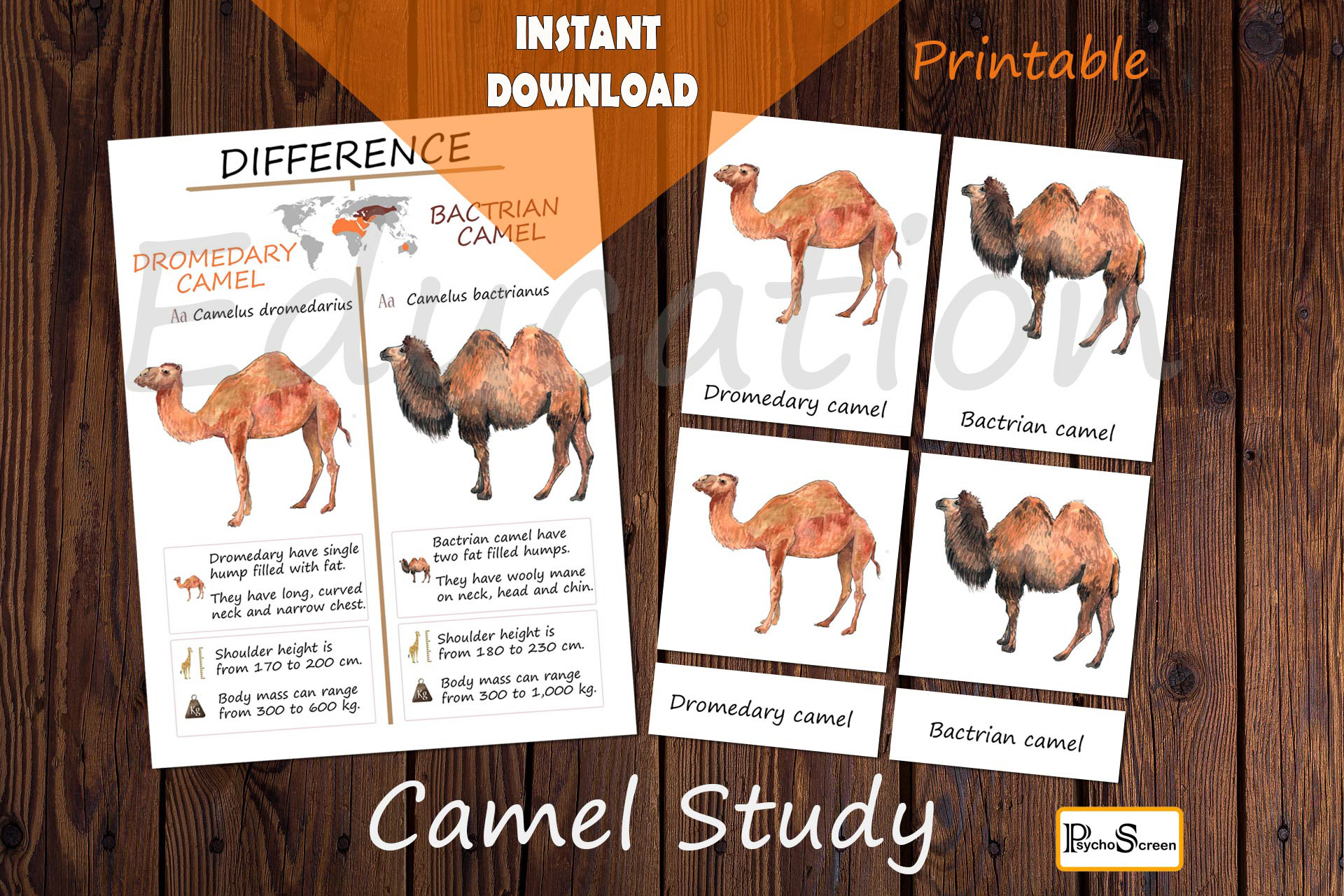 CAMEL busy binder pack, Dromedary & Bactrian Posters, Difference poster ...