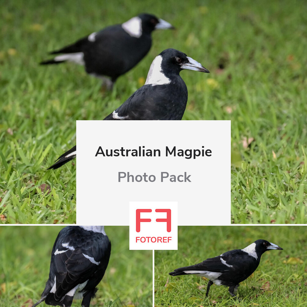 79 photos of Australian Magpie