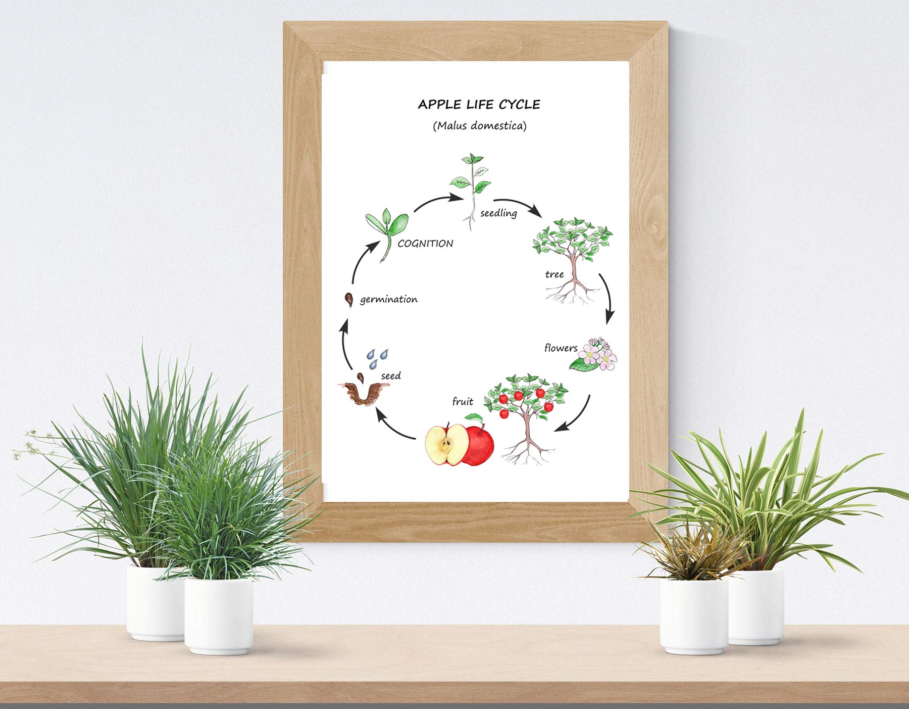APPLE unit study, anatomy, life cycle and MOTH poster