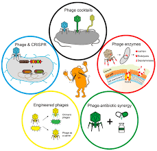 Phage_Therapy_Emerging_Technology