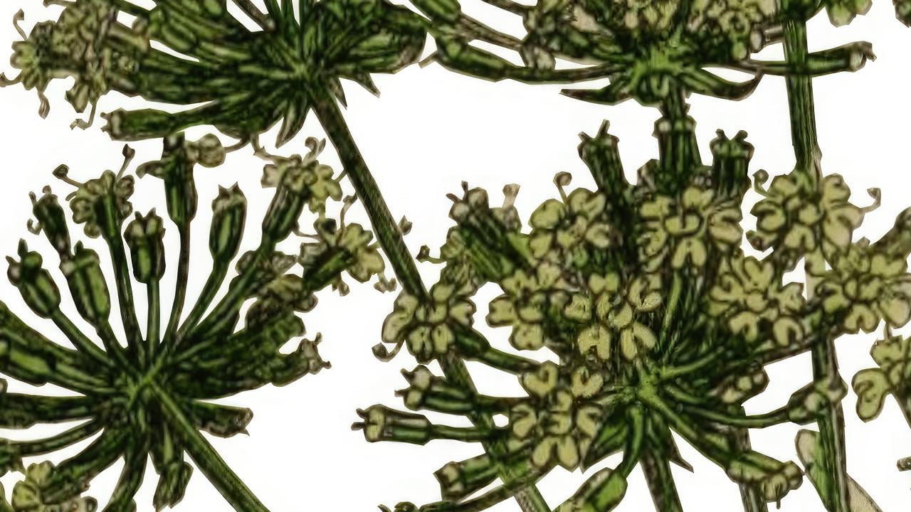 Carum bulbocastanum - English botany by B. S.