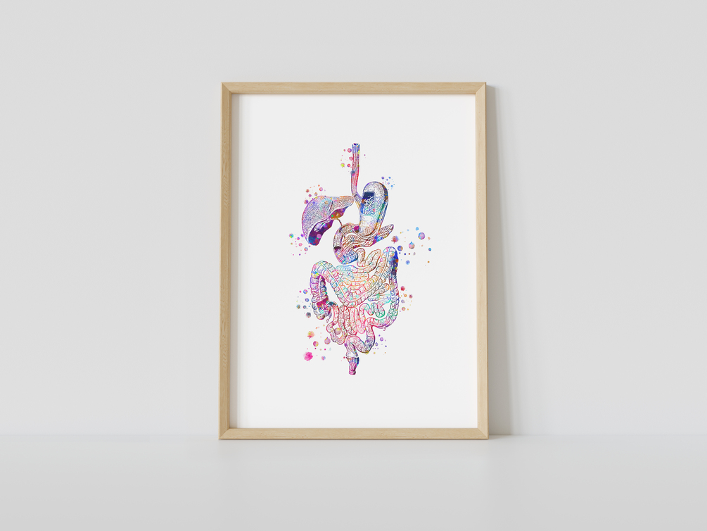 Digestive System Anatomy Art Liver Stomach Intestines Pancreas ...