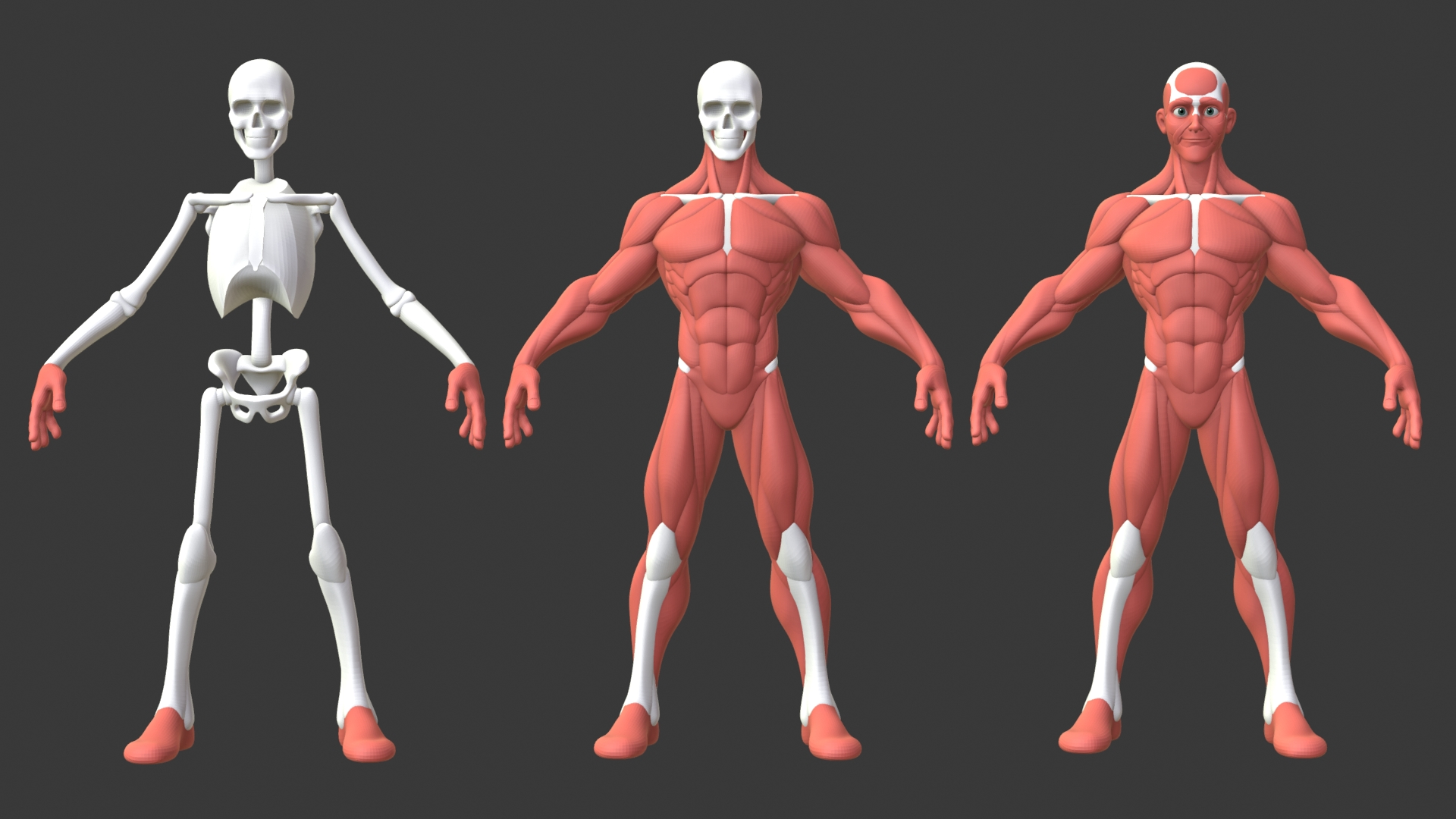 Stylized Male Anatomy Ecorche - GZR - ART