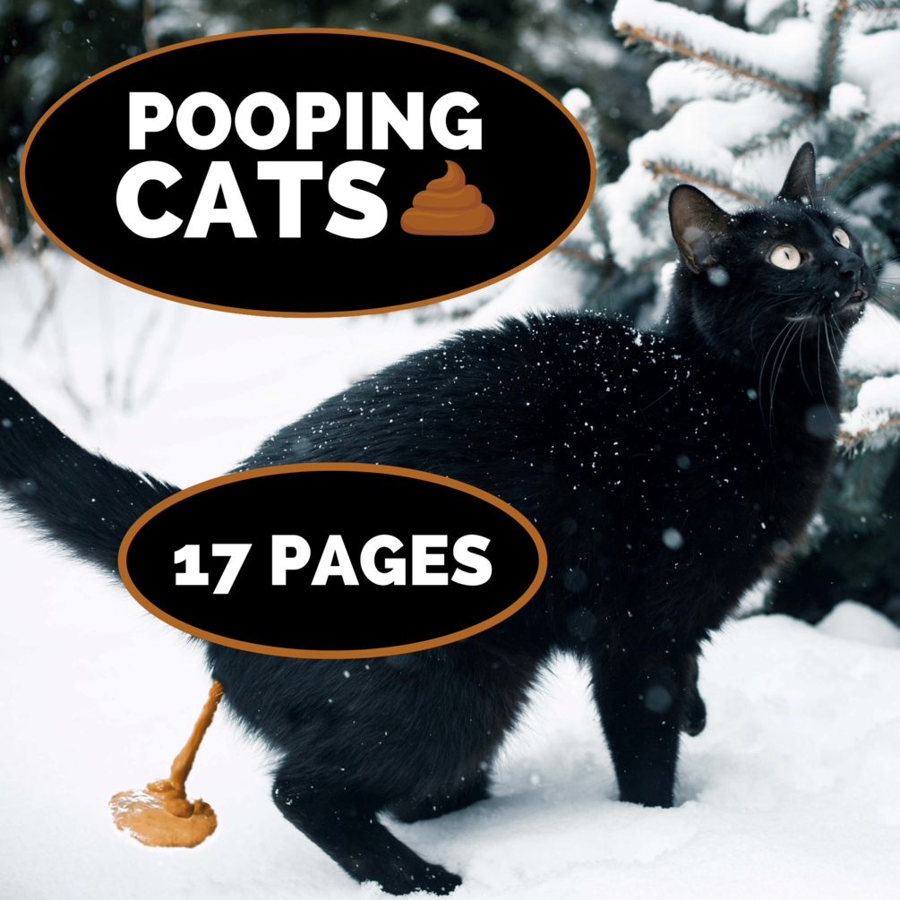 Funny Pooping cats In Beautiful Places - Pooping cats