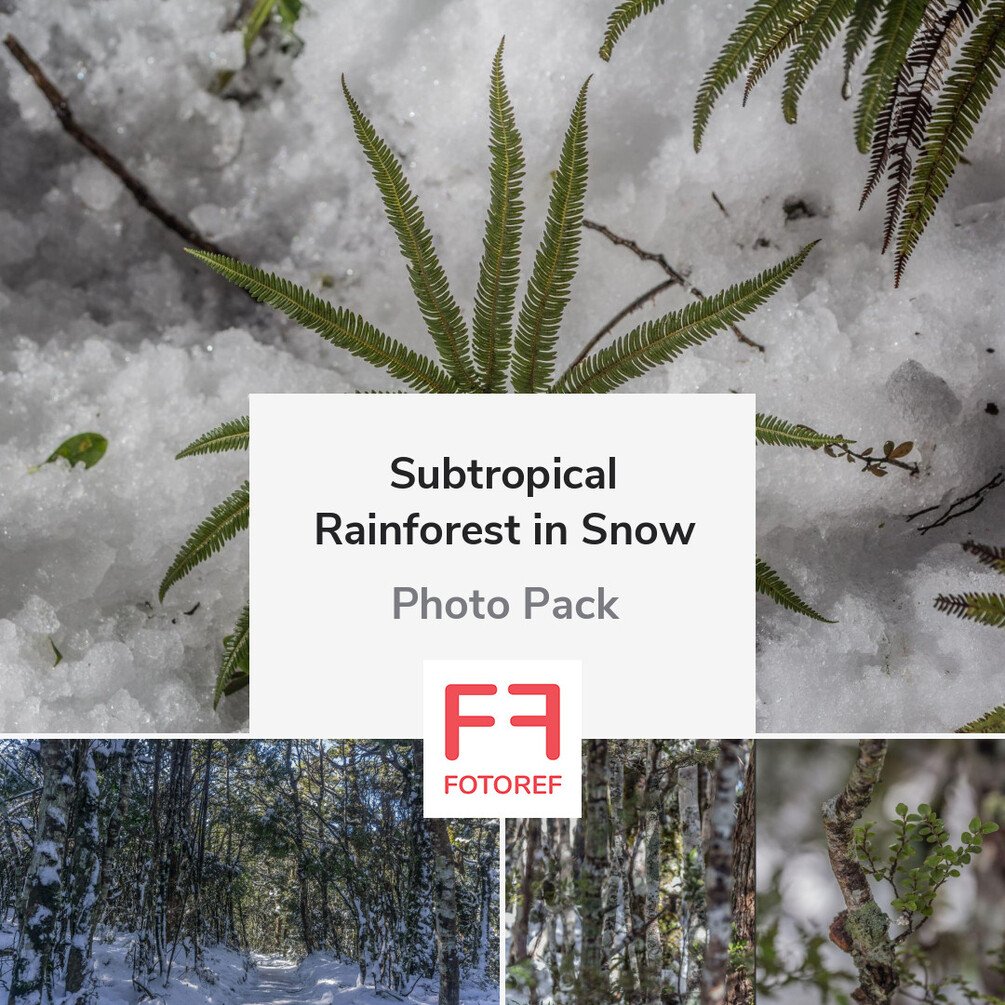518 photos of Subtropical Rainforest in Snow