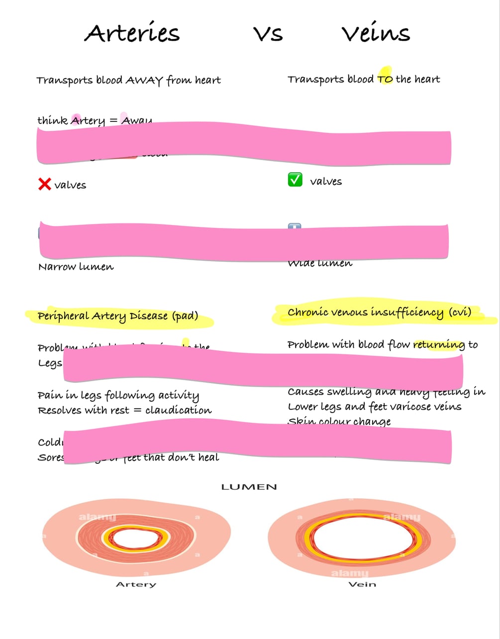 Arteries vs veins