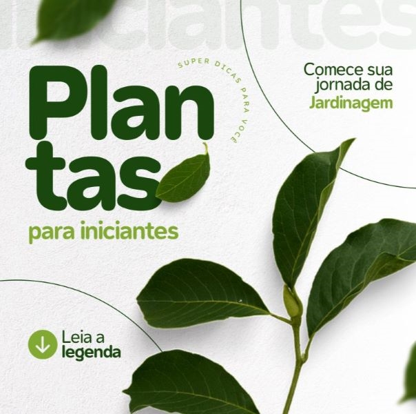 guia para iniciantes na jardinagem