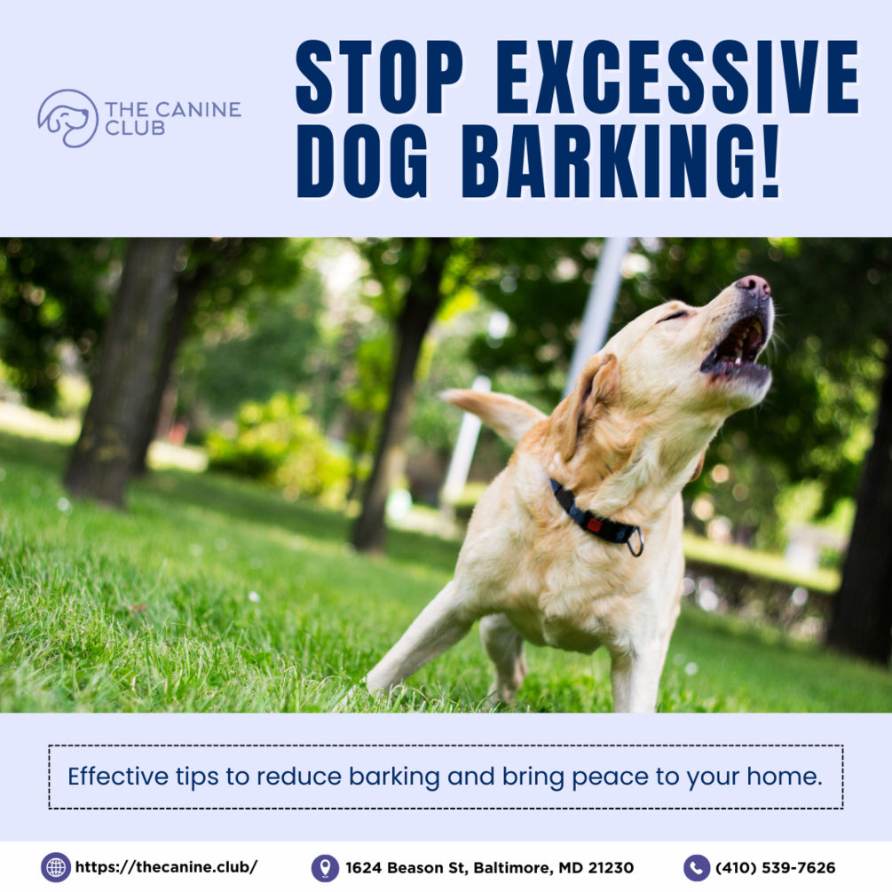 Why is Your Dog Barking Too Much? Causes and Solutions to Excessive Barking
