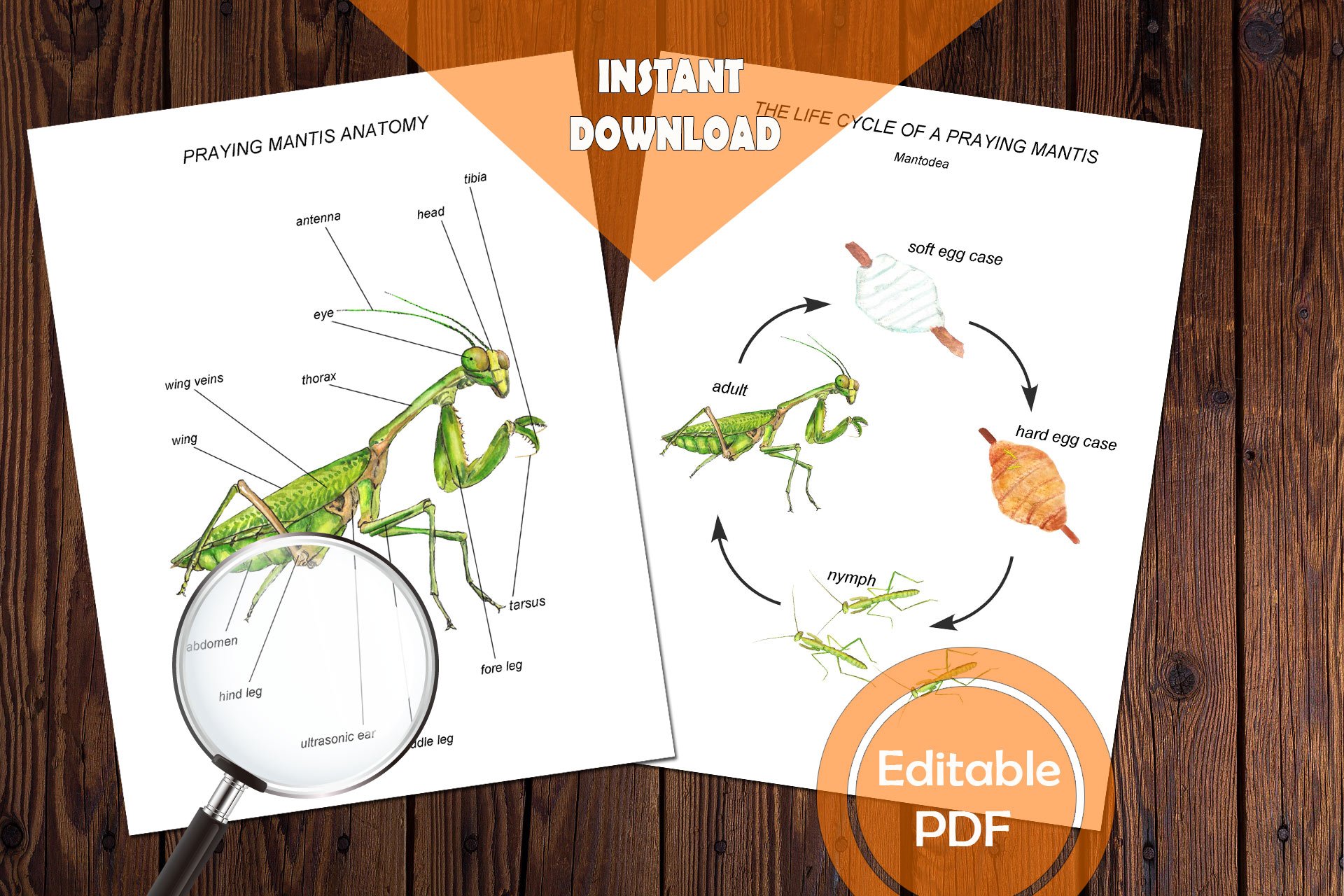 PRAYING MANTIS ANATOMY AND LIFE CYCLE, Body parts, diagram and activities