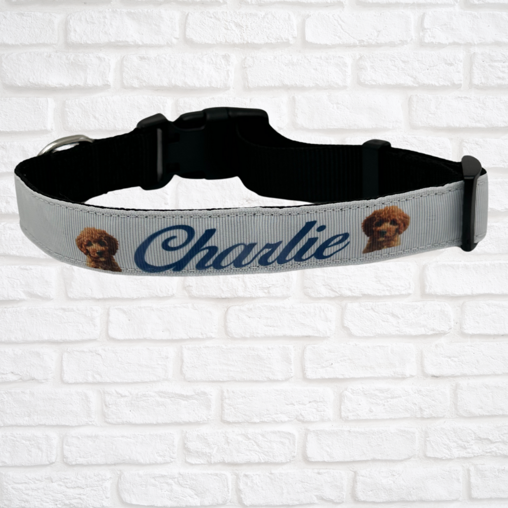 Dog Collar