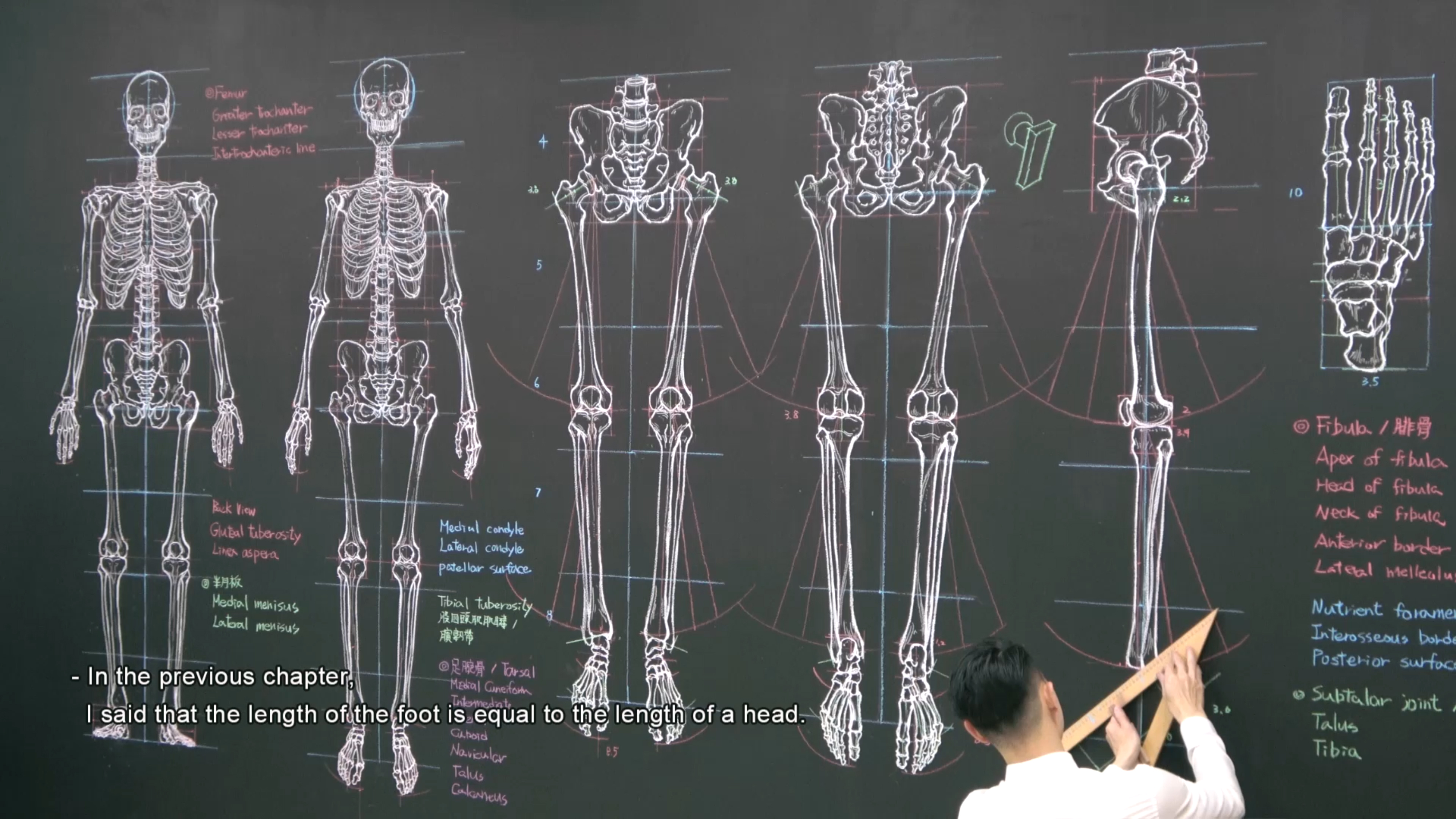 Chapter 12 :: The Female Lower Extremities from the Lateral View.