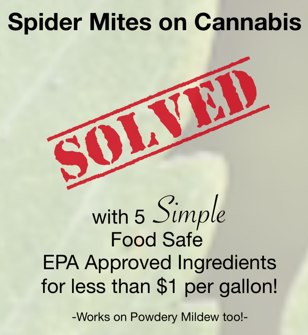 SPIDER MITE SOLUTION
