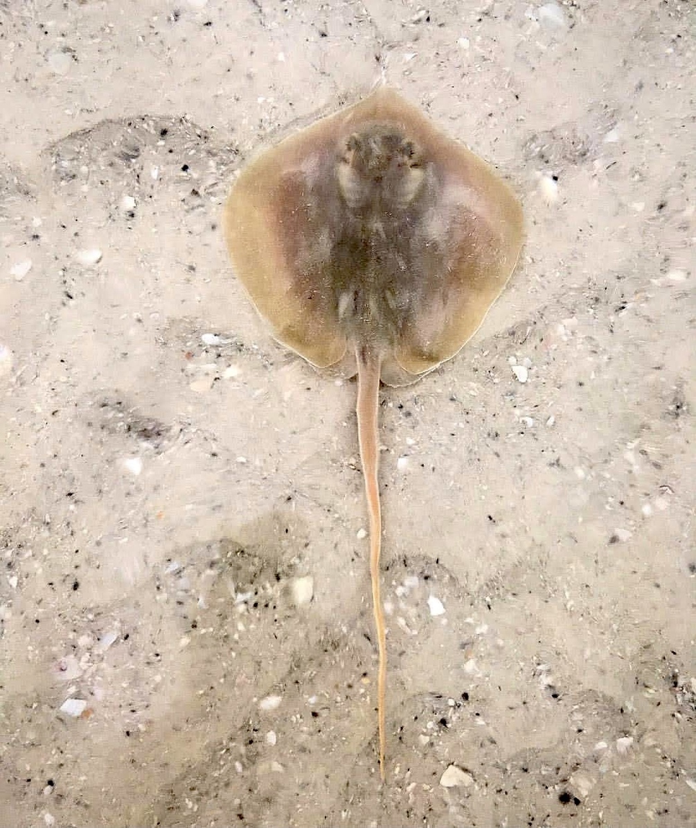 Baby Stingray from Above