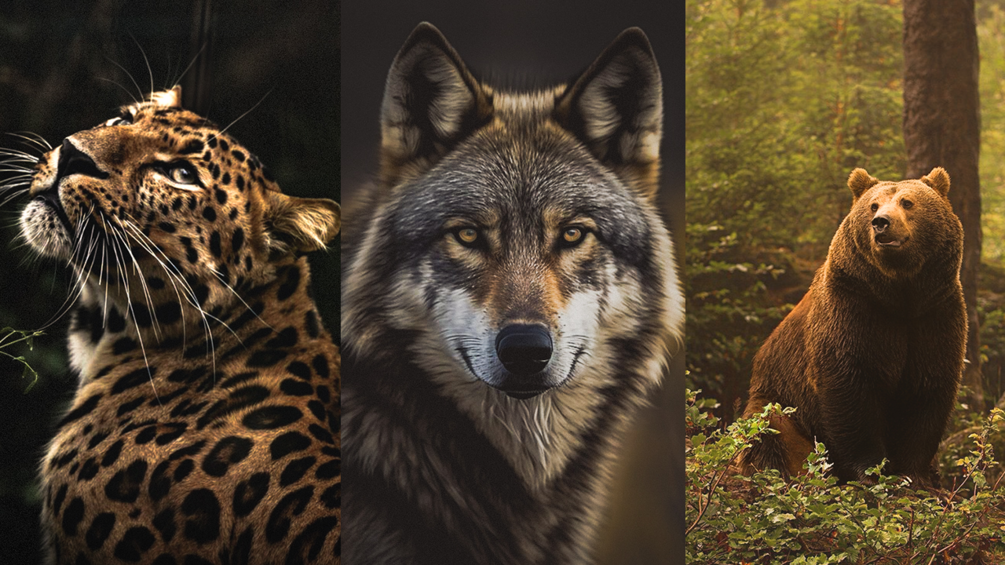 Mateo's Animal Quality Pack