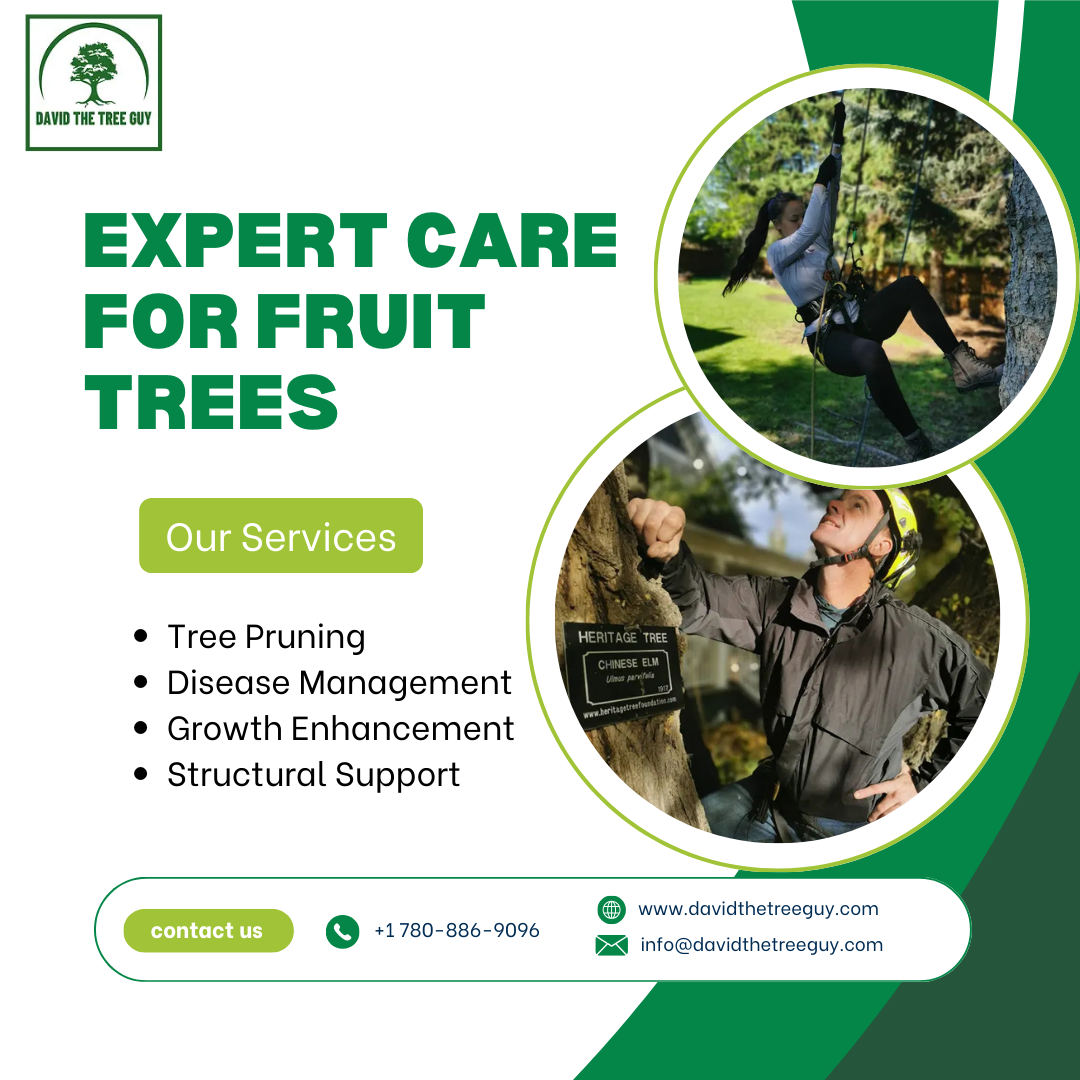 " David The Tree Guy"