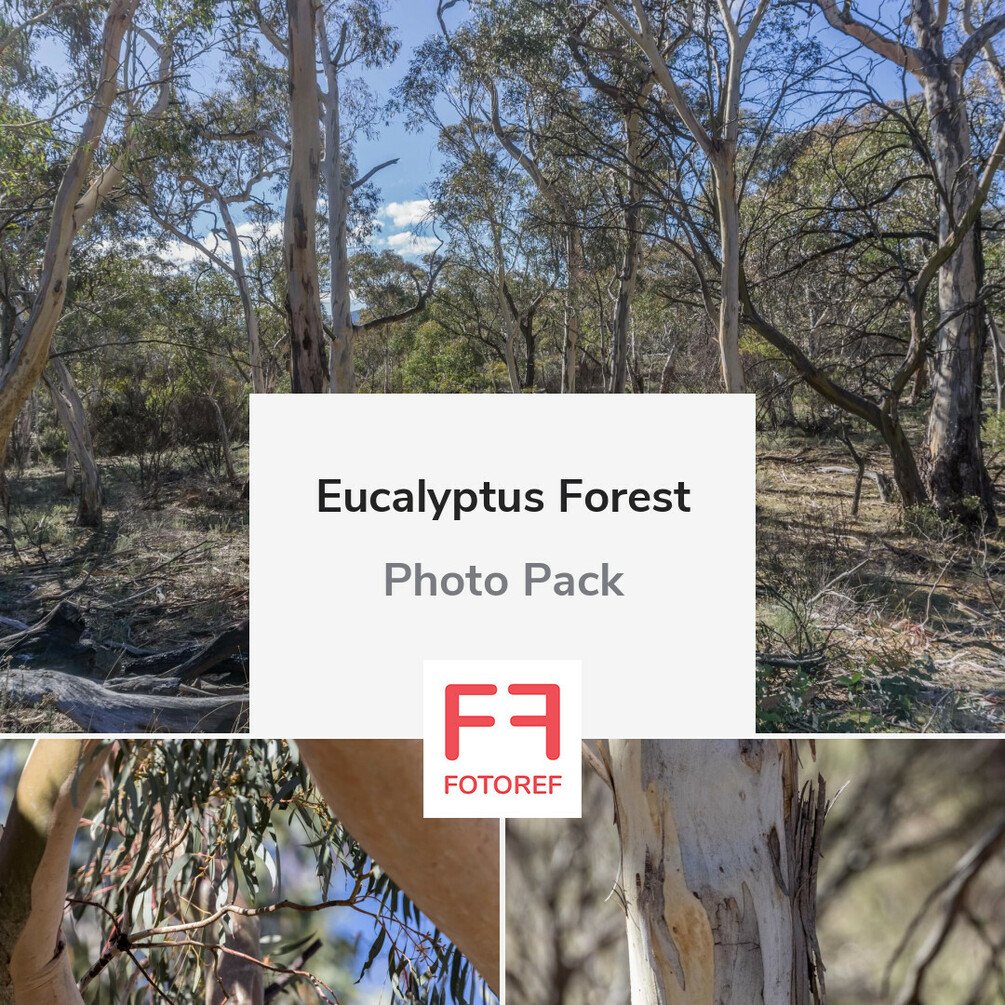 64 photos of Eucalyptus Forest