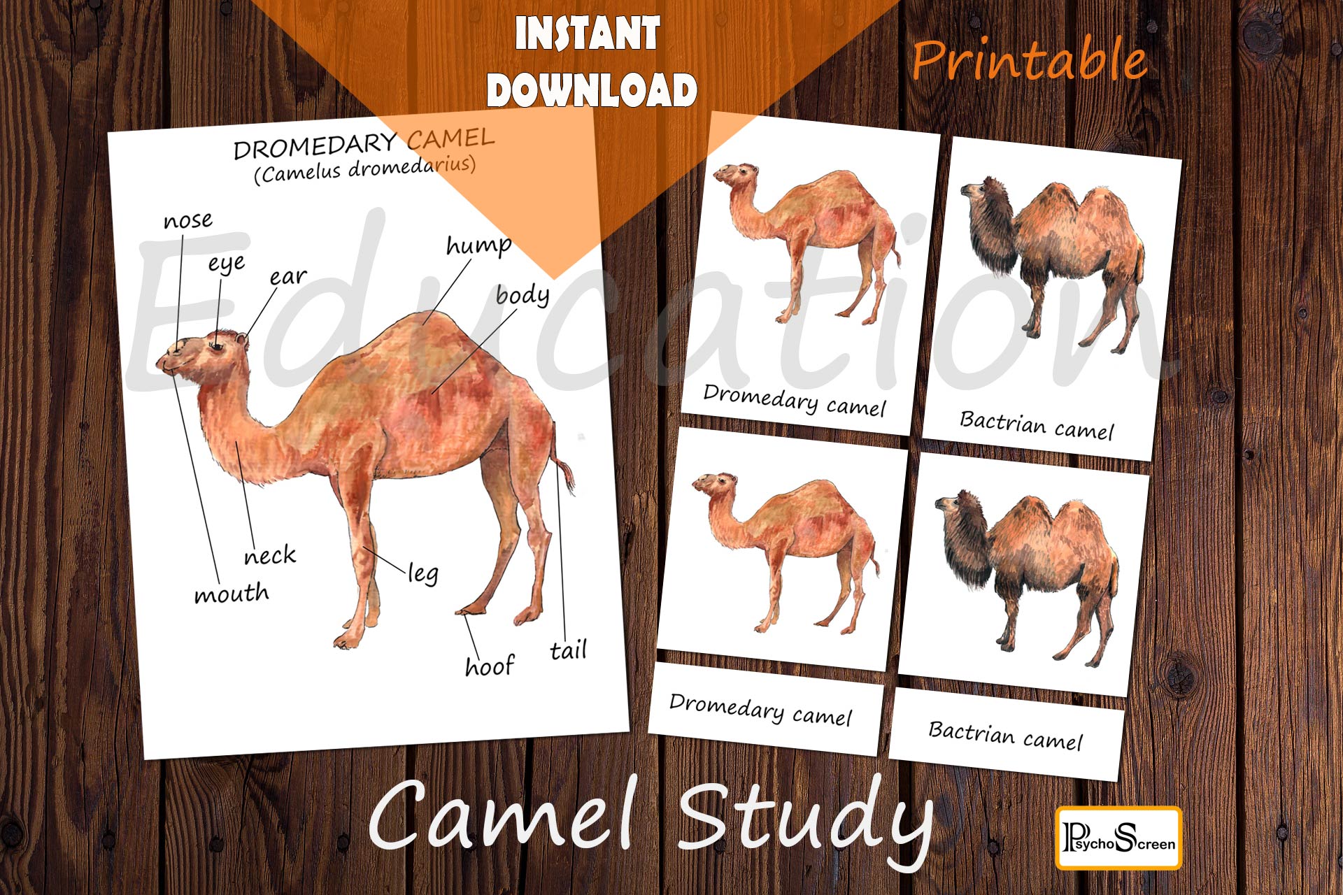 CAMEL busy binder pack, Dromedary & Bactrian Posters, Difference poster ...