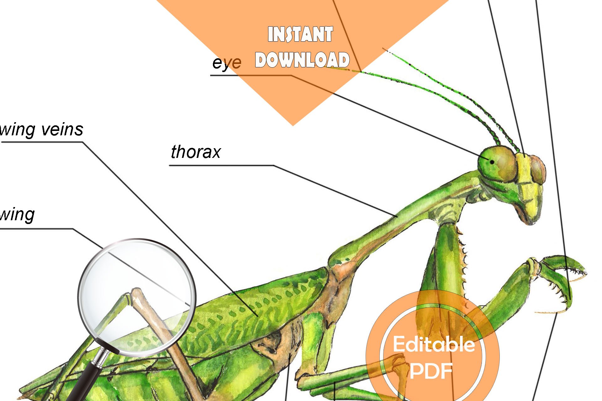 PRAYING MANTIS ANATOMY AND LIFE CYCLE, Body parts, diagram and activities