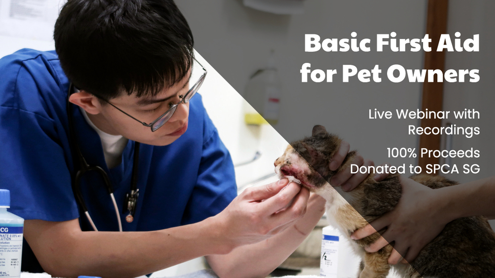 Basic First Aid Webinar for Pet Owners