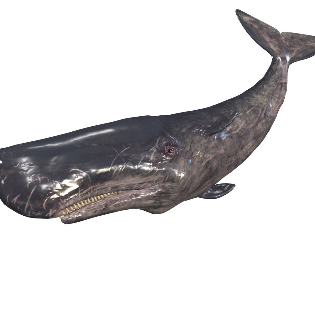 WHALE SPERM WHALE MOBY DICK ORCA KILLER WHALE DOLPHIN FISH SEA CREATURE ...